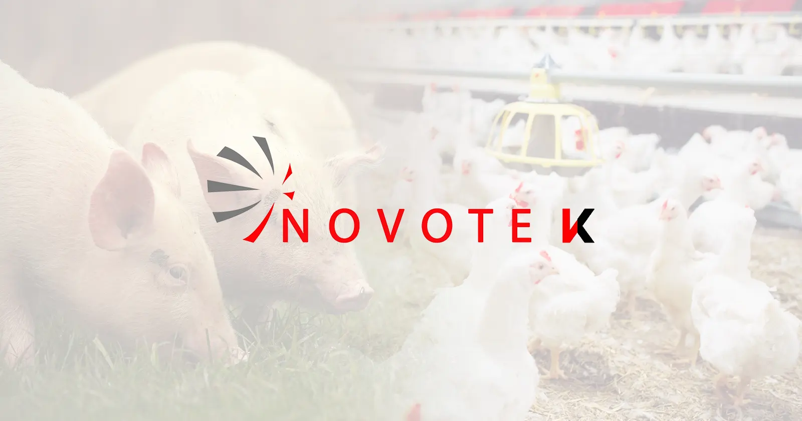 Contact - Novotek Animal Health